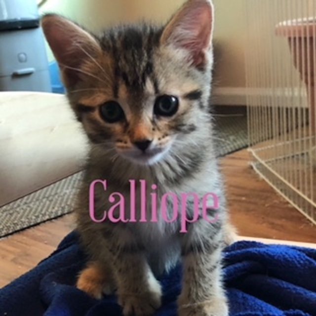 Calliope